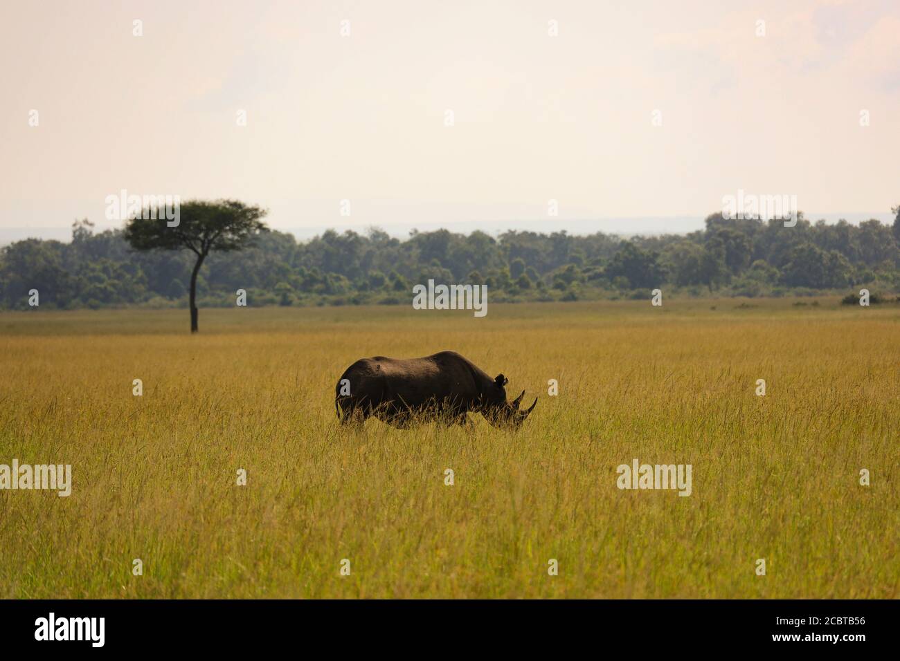 Black Rhino Grazing in East African Grassland Stock Photo - Alamy