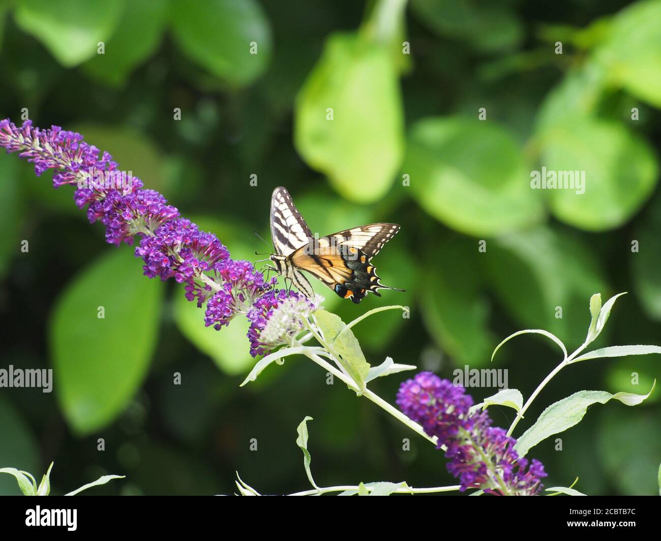 Purple violet flowers of butterfly bush hi-res stock photography and ...
