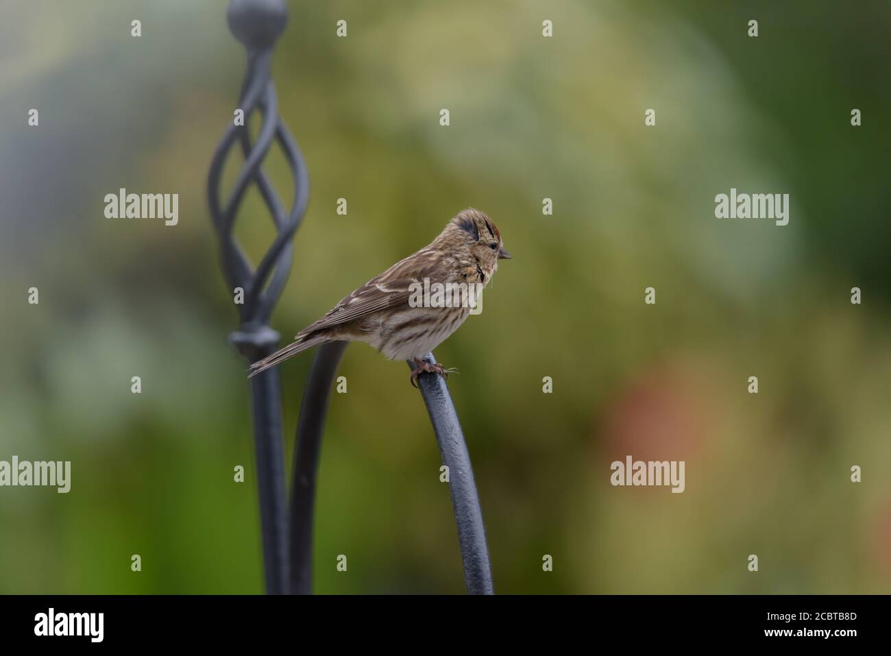 Baby feeder hi-res stock photography and images - Alamy
