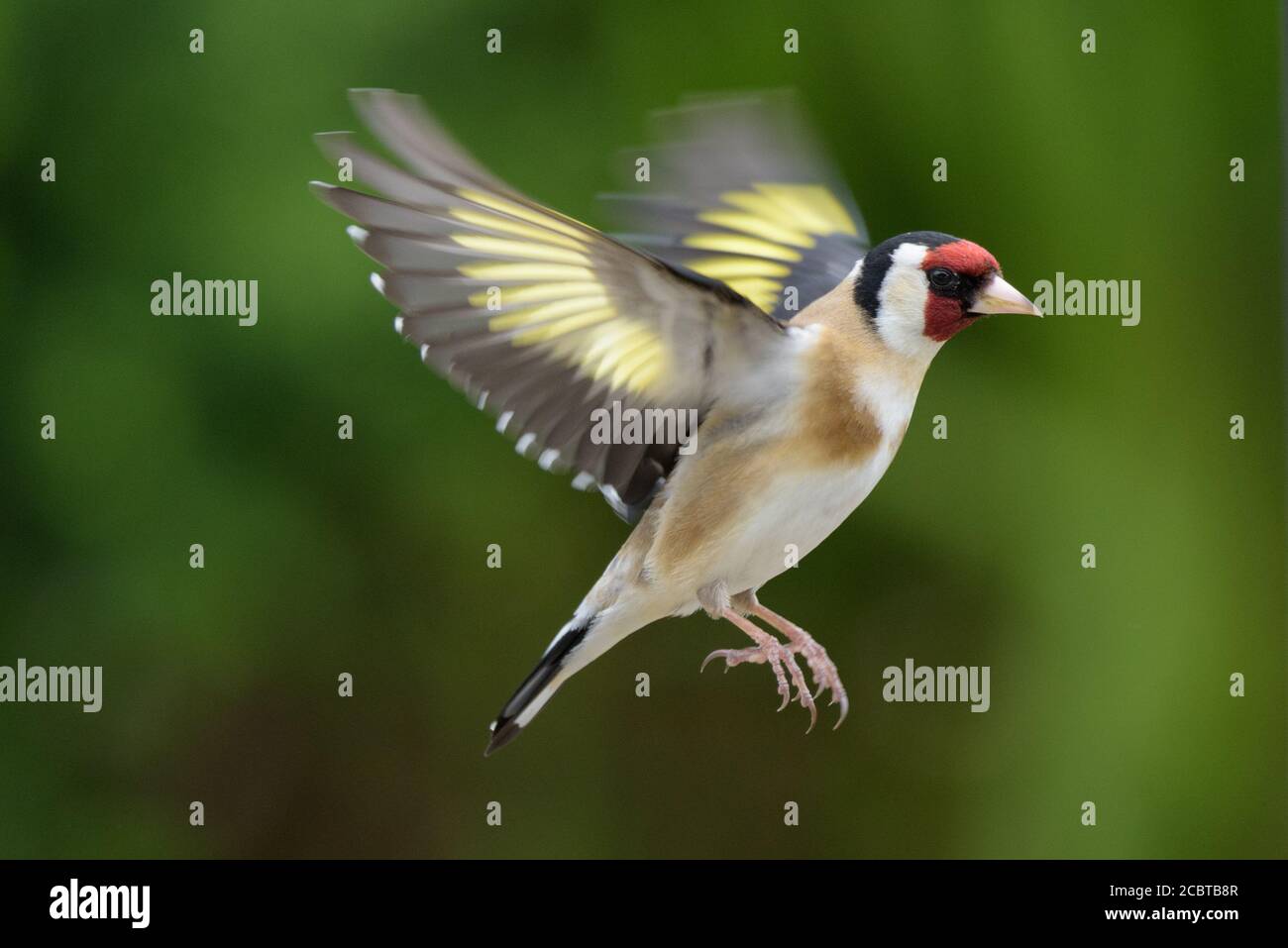 Goldfinch in flight hi-res stock photography and images - Alamy