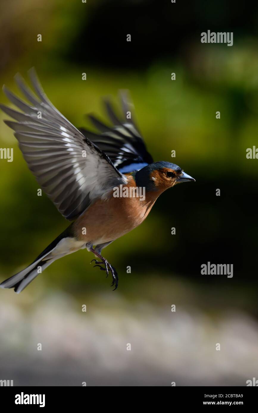 Male Chaffinch in Flight with Bokeh Background Stock Photo - Alamy