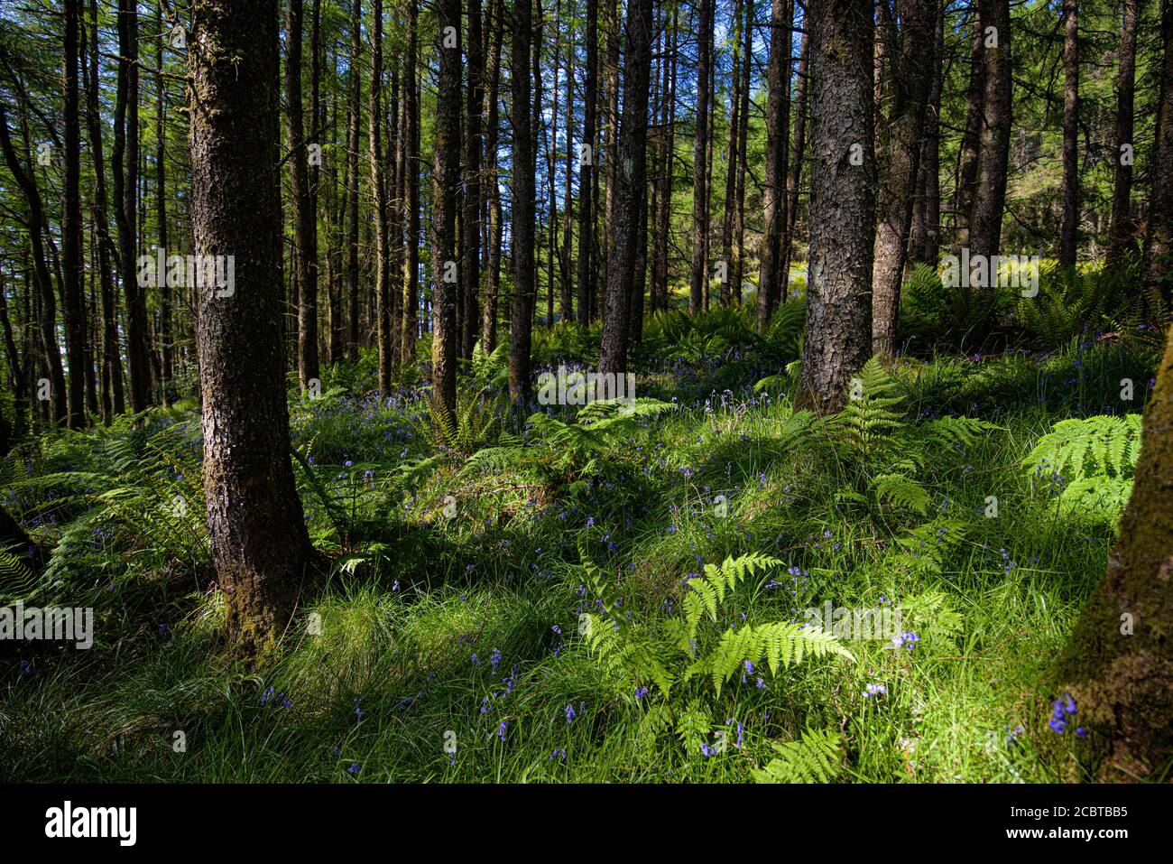 Scottish pine hi-res stock photography and images - Alamy