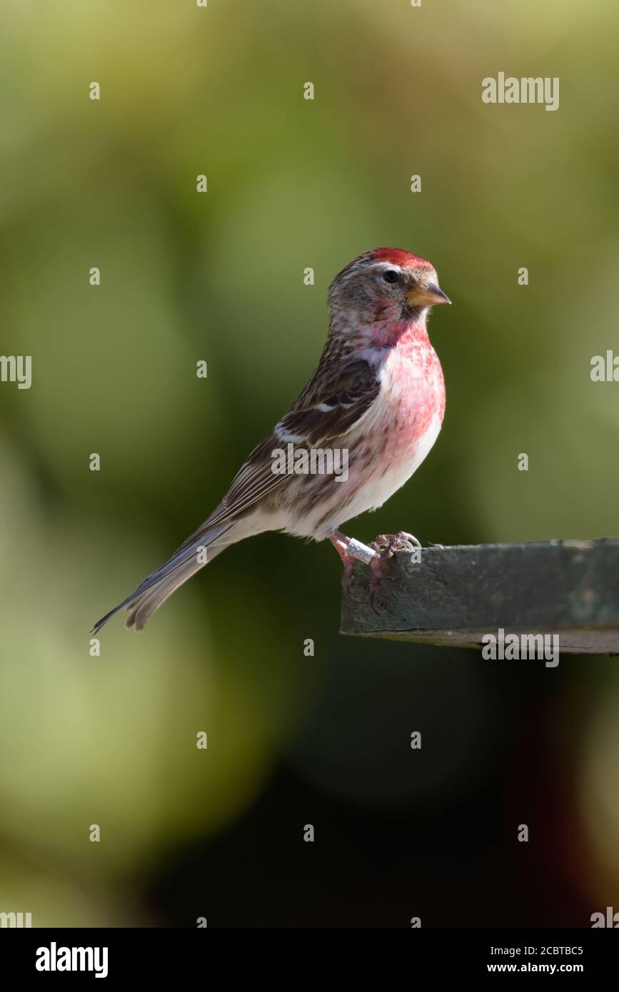 Young Redpoll Standing on a Bird Table in Bright Sunlight Stock Photo ...