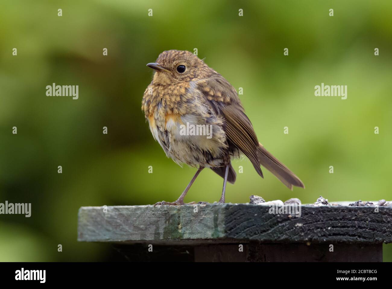 Young robin bird hi-res stock photography and images - Alamy