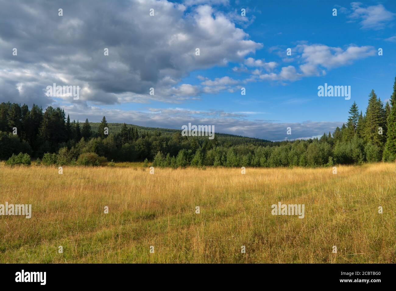 Summer landscape green meadow on a background of forest and cloudy sky ...
