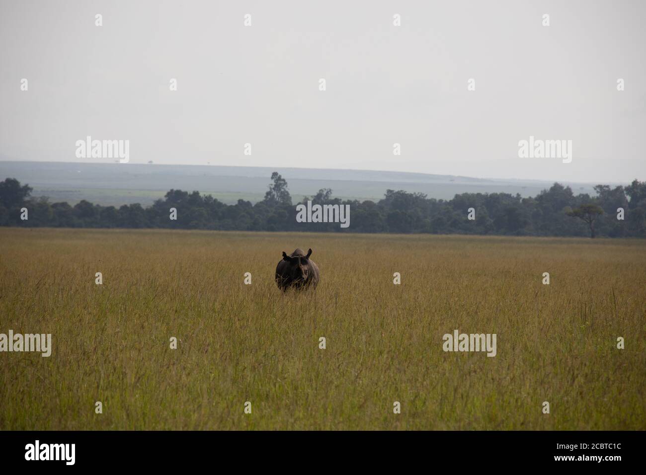 Black rhinoceros side profile hi-res stock photography and images - Alamy