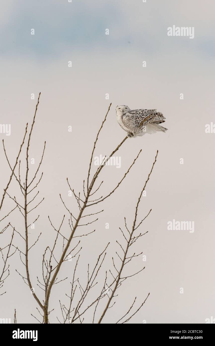 Snowy barn owl hi-res stock photography and images - Alamy