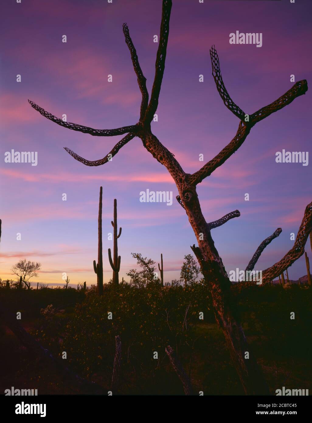 Saguaro cactus skeleton hi-res stock photography and images - Alamy