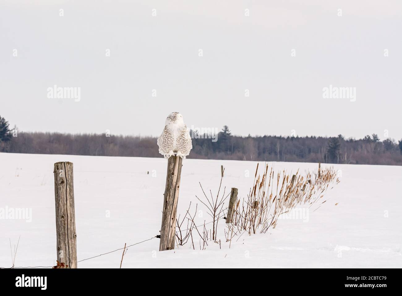 Snowy Owl in the back country Stock Photo - Alamy