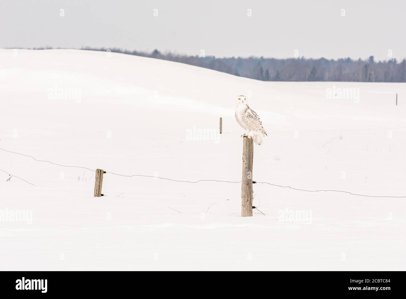 Snowy Owl in the back country Stock Photo - Alamy