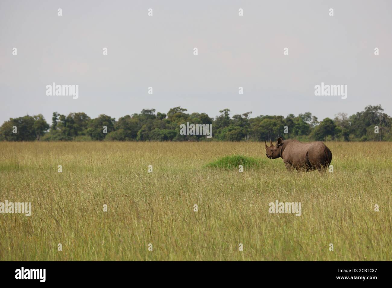 Black Rhino in Africa Stock Photo - Alamy
