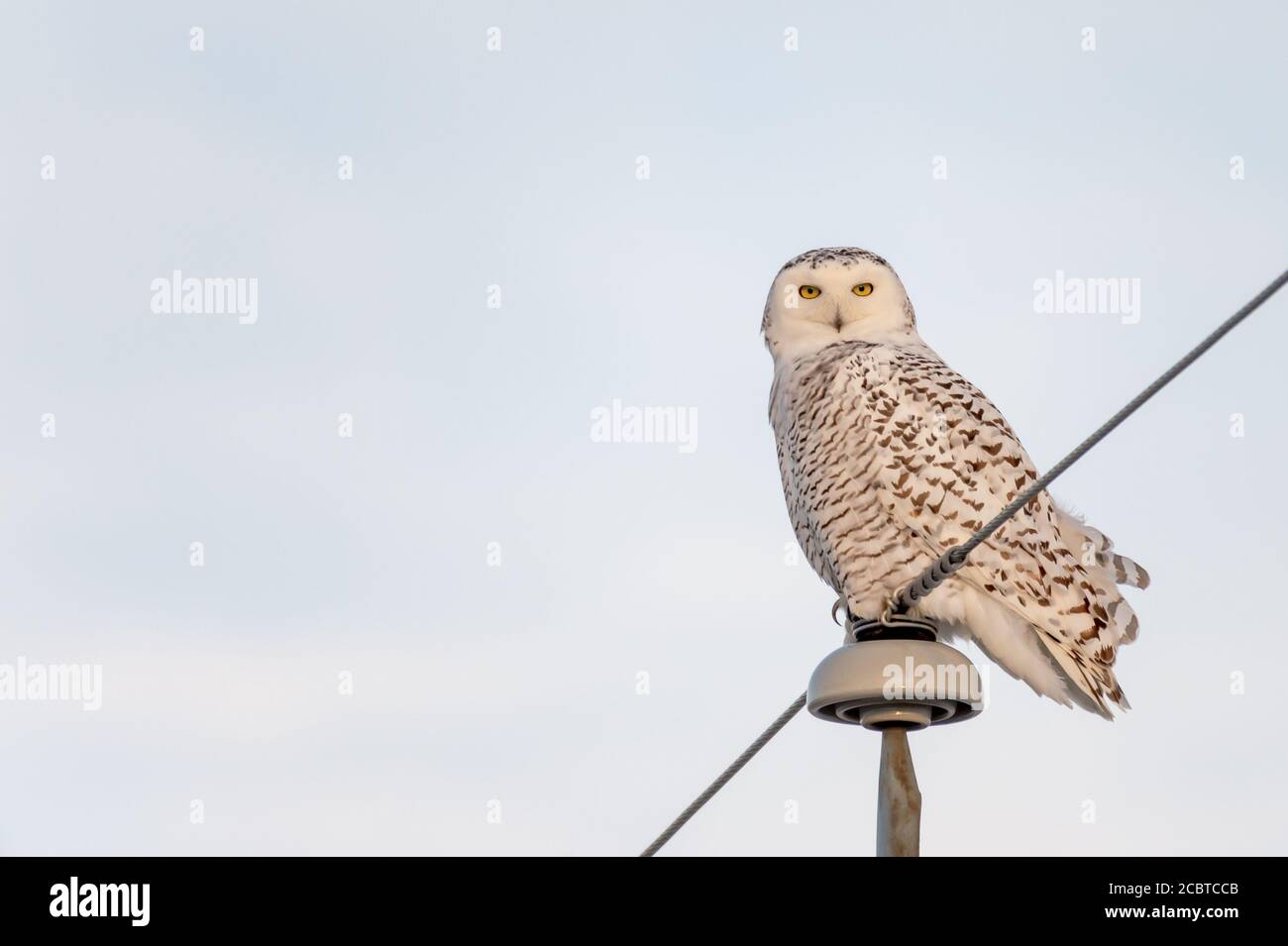 Owl watching back hi-res stock photography and images - Alamy