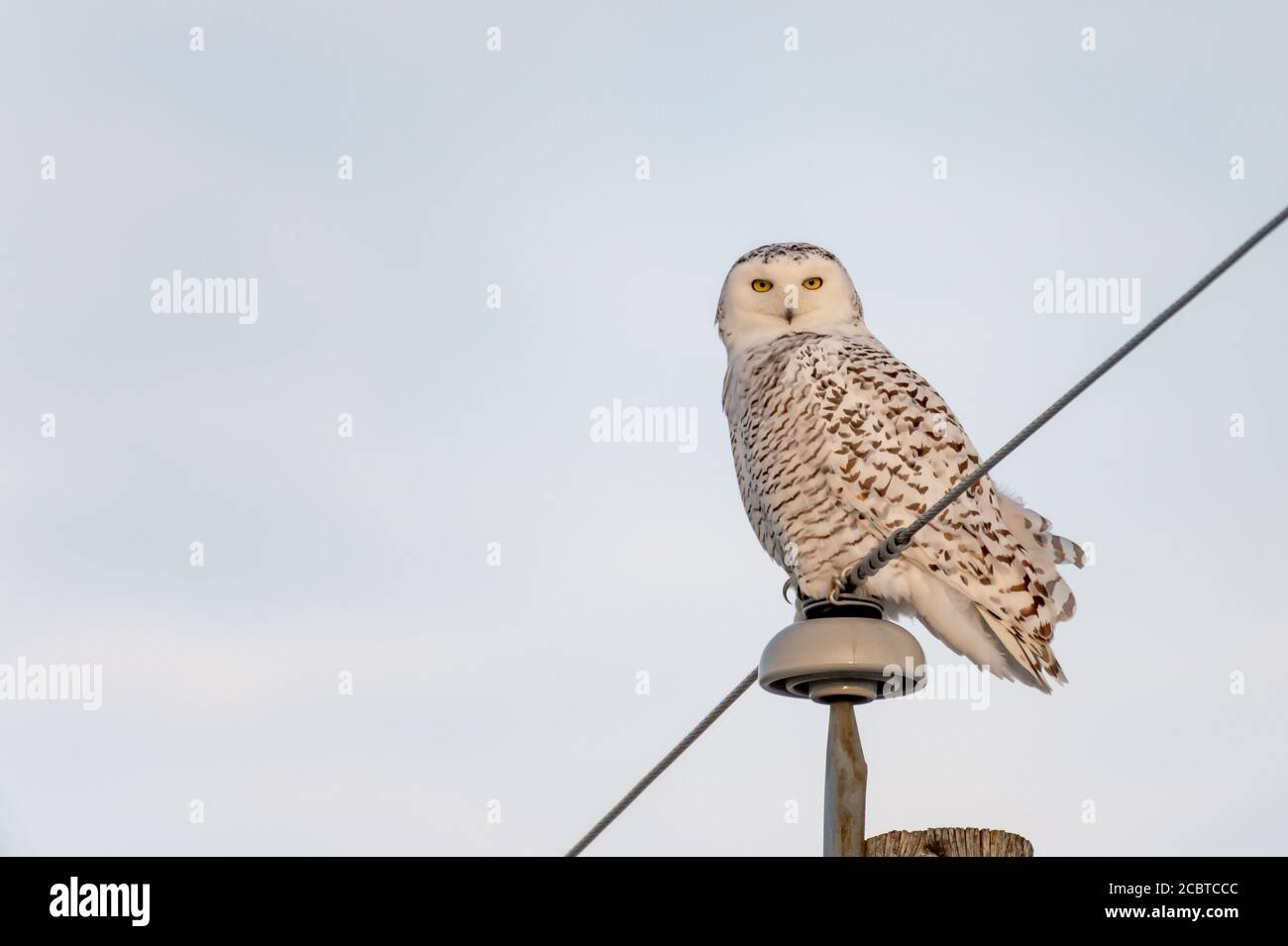Back and white owl hi-res stock photography and images - Alamy