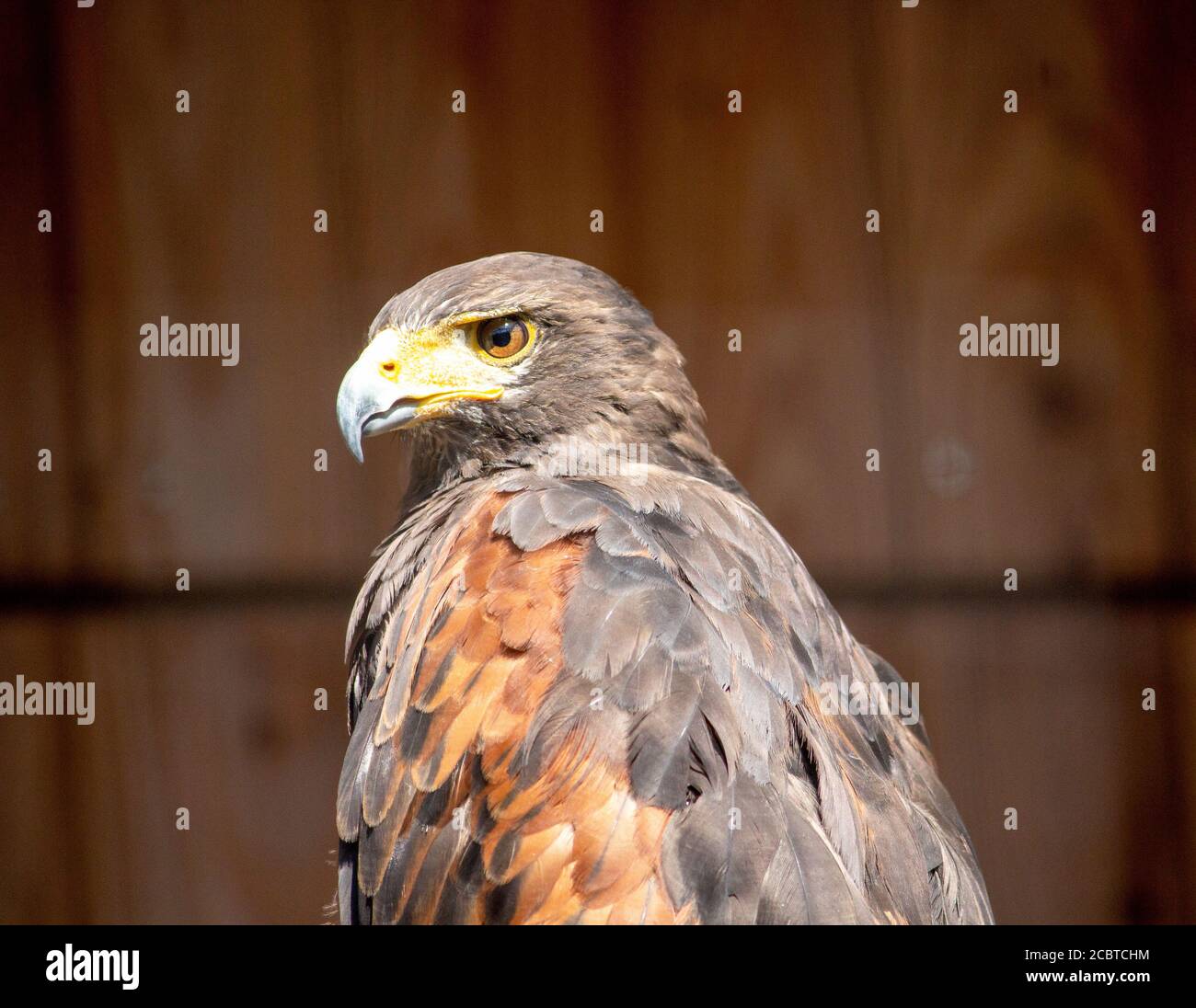 View of a Harris hawk, Parabuteo unicinctus, formerly known as the bay ...