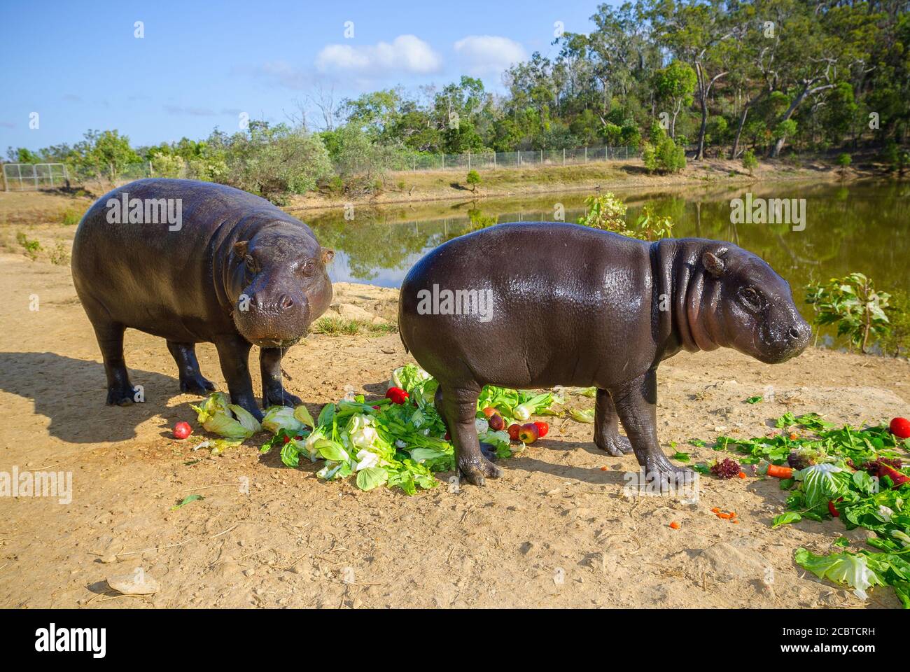 Pygmy hippo hi-res stock photography and images - Alamy