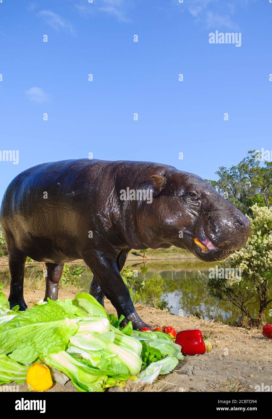 Pygmy hippo hi-res stock photography and images - Alamy