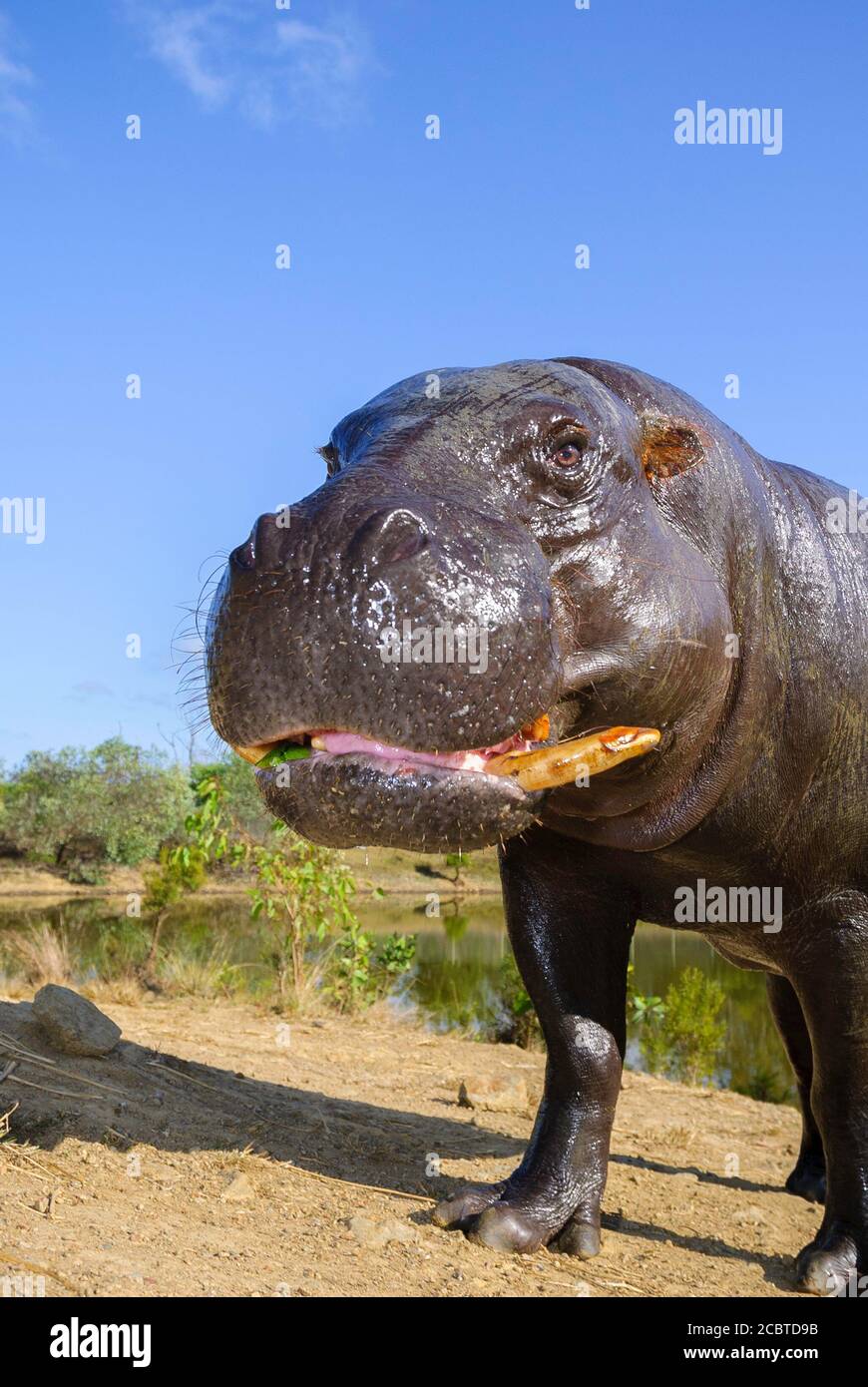 Male pygmy hippopotamus hi-res stock photography and images - Alamy