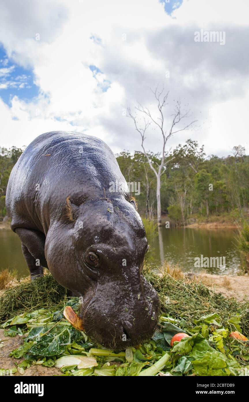 Pygmy hippo hi-res stock photography and images - Alamy