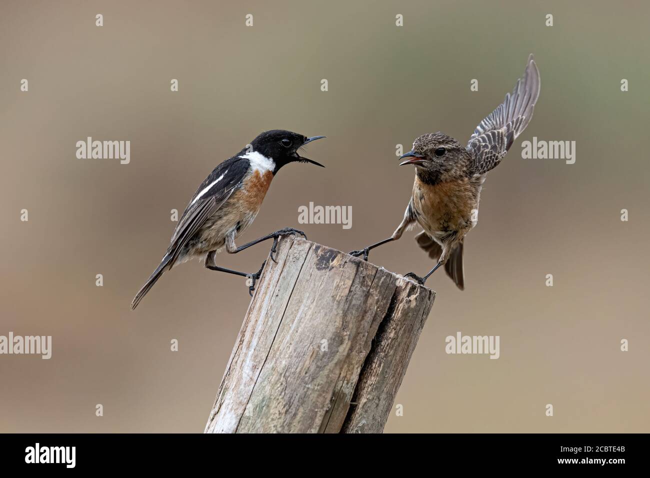 Stonechat female uk hi-res stock photography and images - Alamy