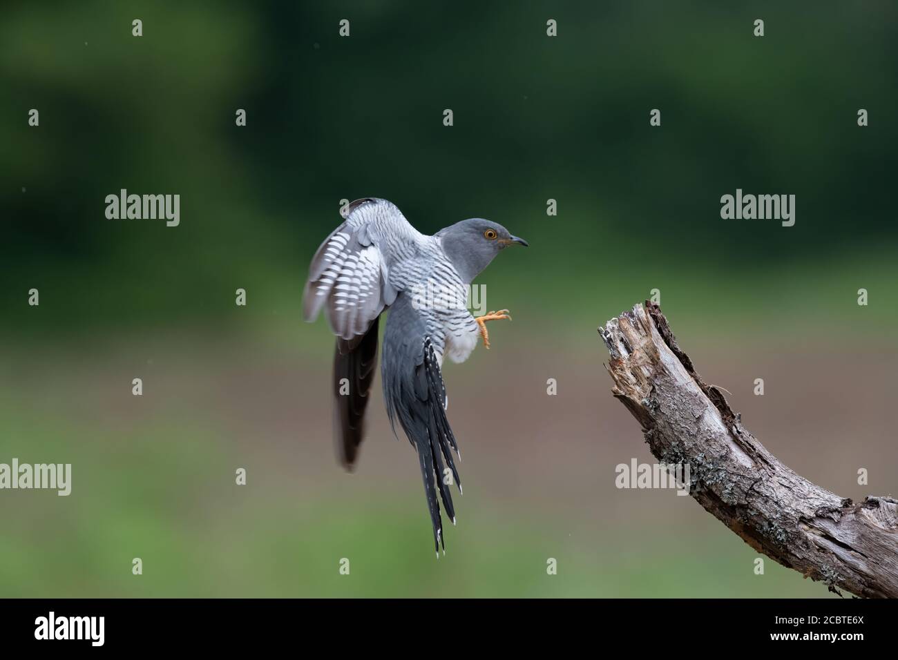 Common Cuckoo in flight landing on a branch, Surrey, UK Stock Photo - Alamy