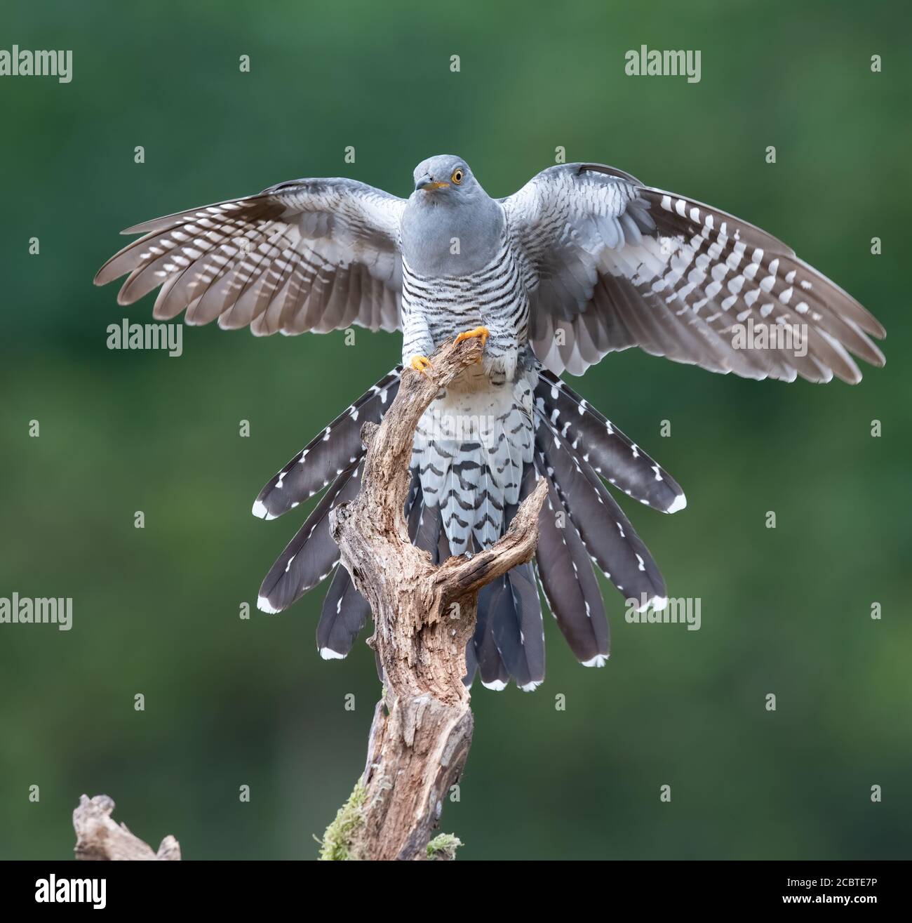 Common Cuckoo In Flight High Resolution Stock Photography and Images ...