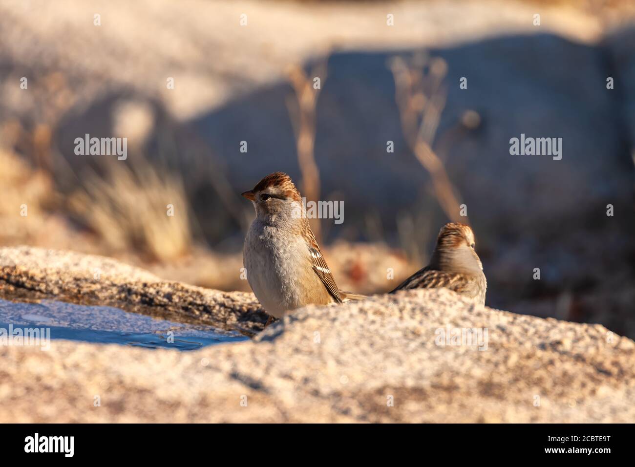 American sparrows hi-res stock photography and images - Alamy