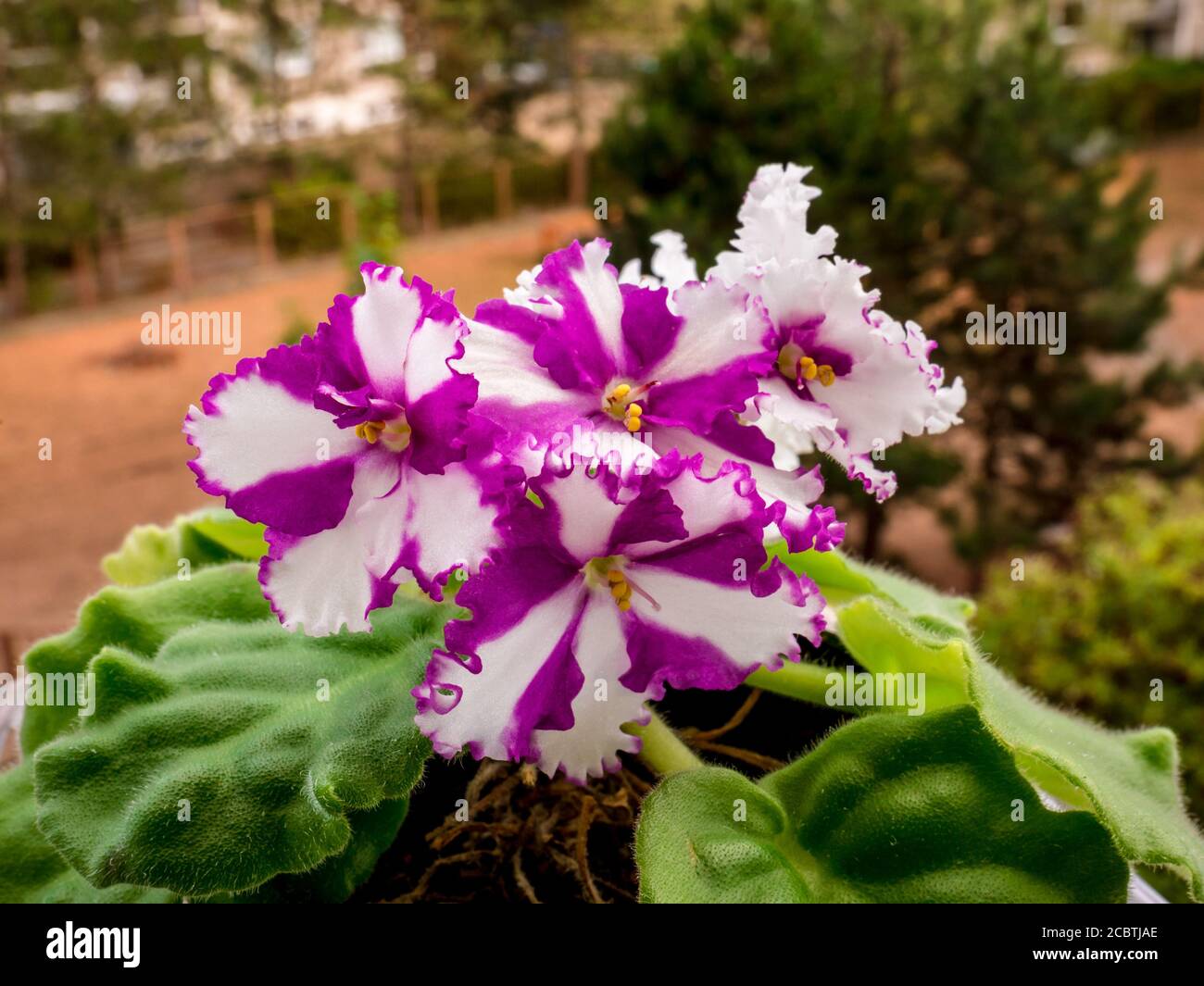 Flowering African violet (Saintpaulia) - look at rare patterns on ...