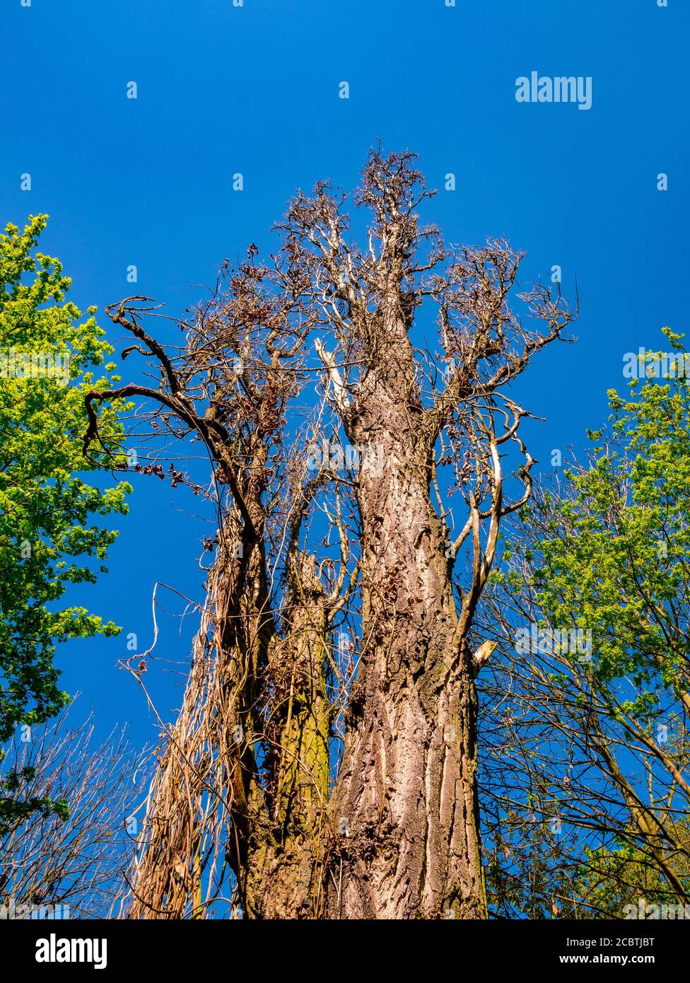 Populus nigra var pyramidalis hi-res stock photography and images - Alamy