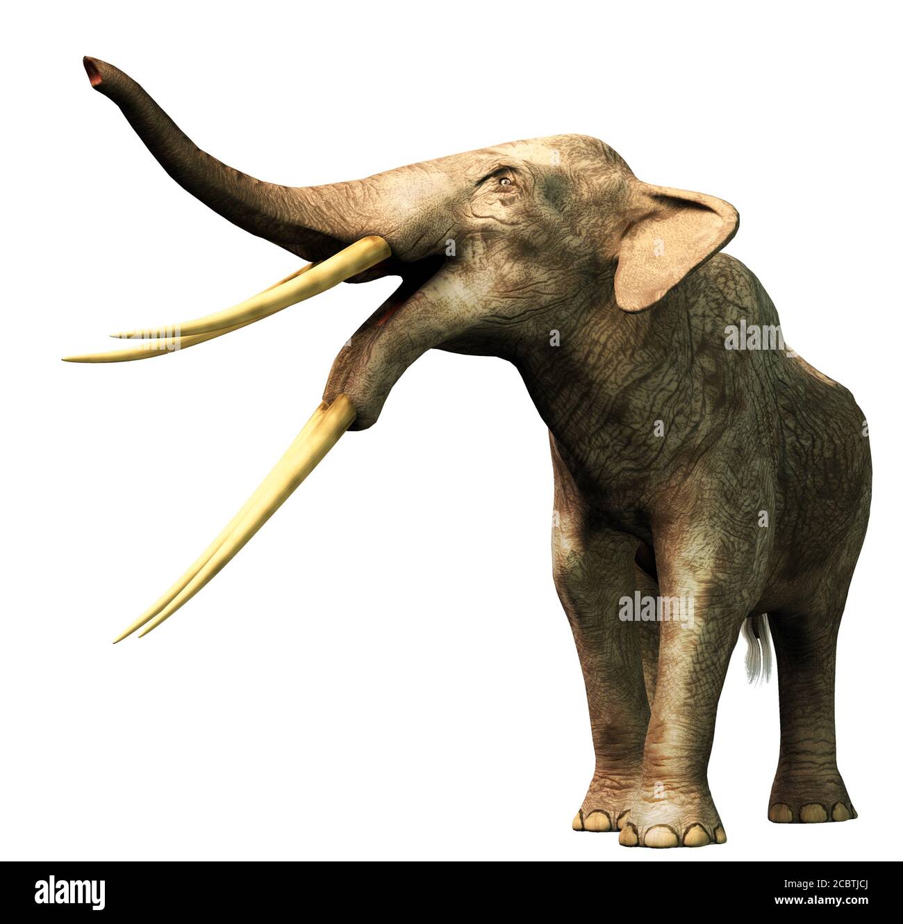 Stegotetrabelodon is an extinct, four tusked, prehistoric cousin of the ...