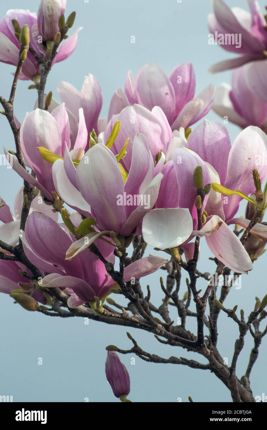 Magnolia soulangeana flowering in Melbourne, Australia, August 2020 ...