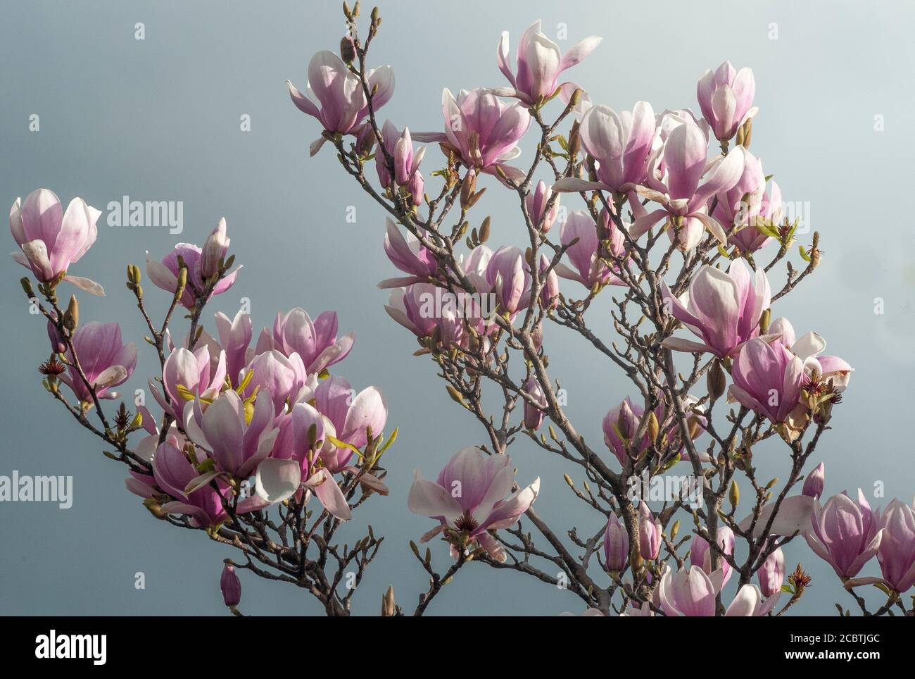 Australian gardens hi-res stock photography and images - Alamy