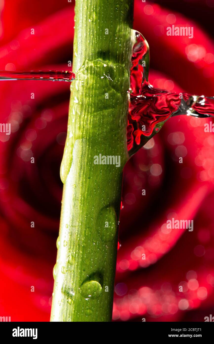 Detailed macro closeup texture of a red rose Stock Photo - Alamy