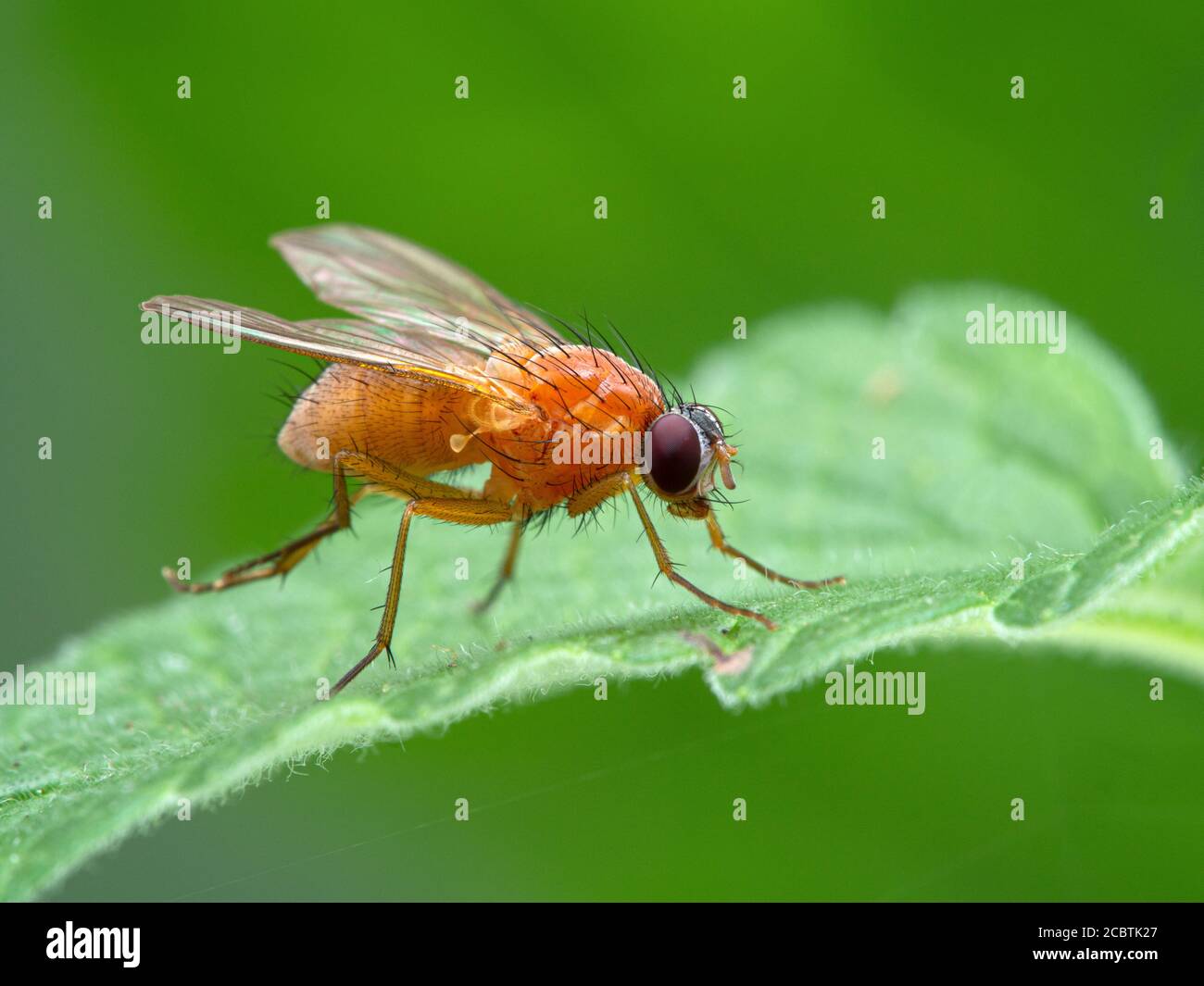 Colourful orange fly (Thricops diaphanus) on a green leaf. These flies ...