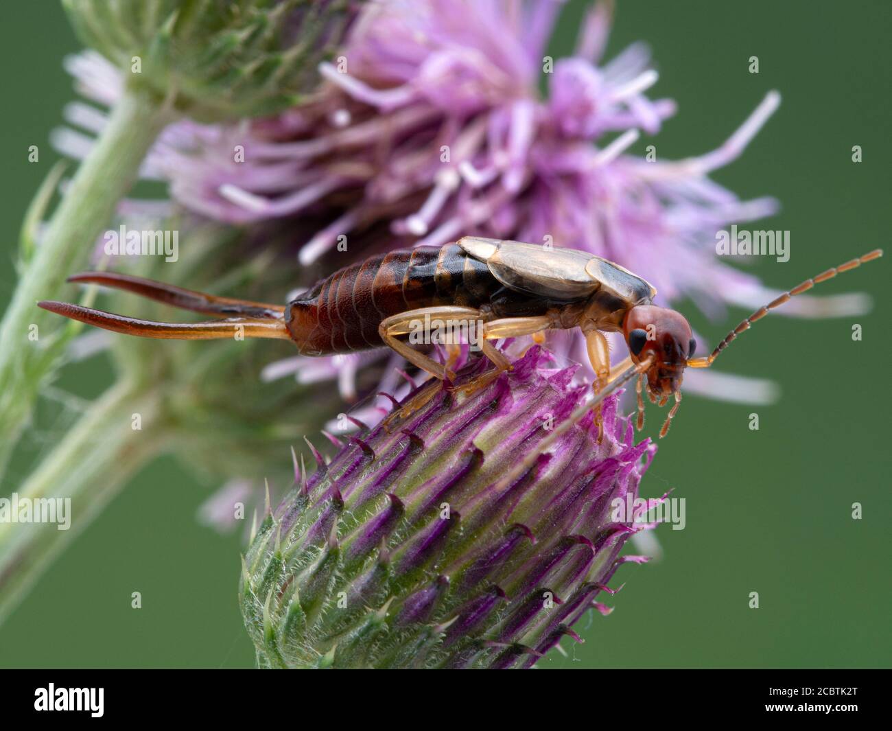 male common or European earwig, Forficula auricularia,with very large ...