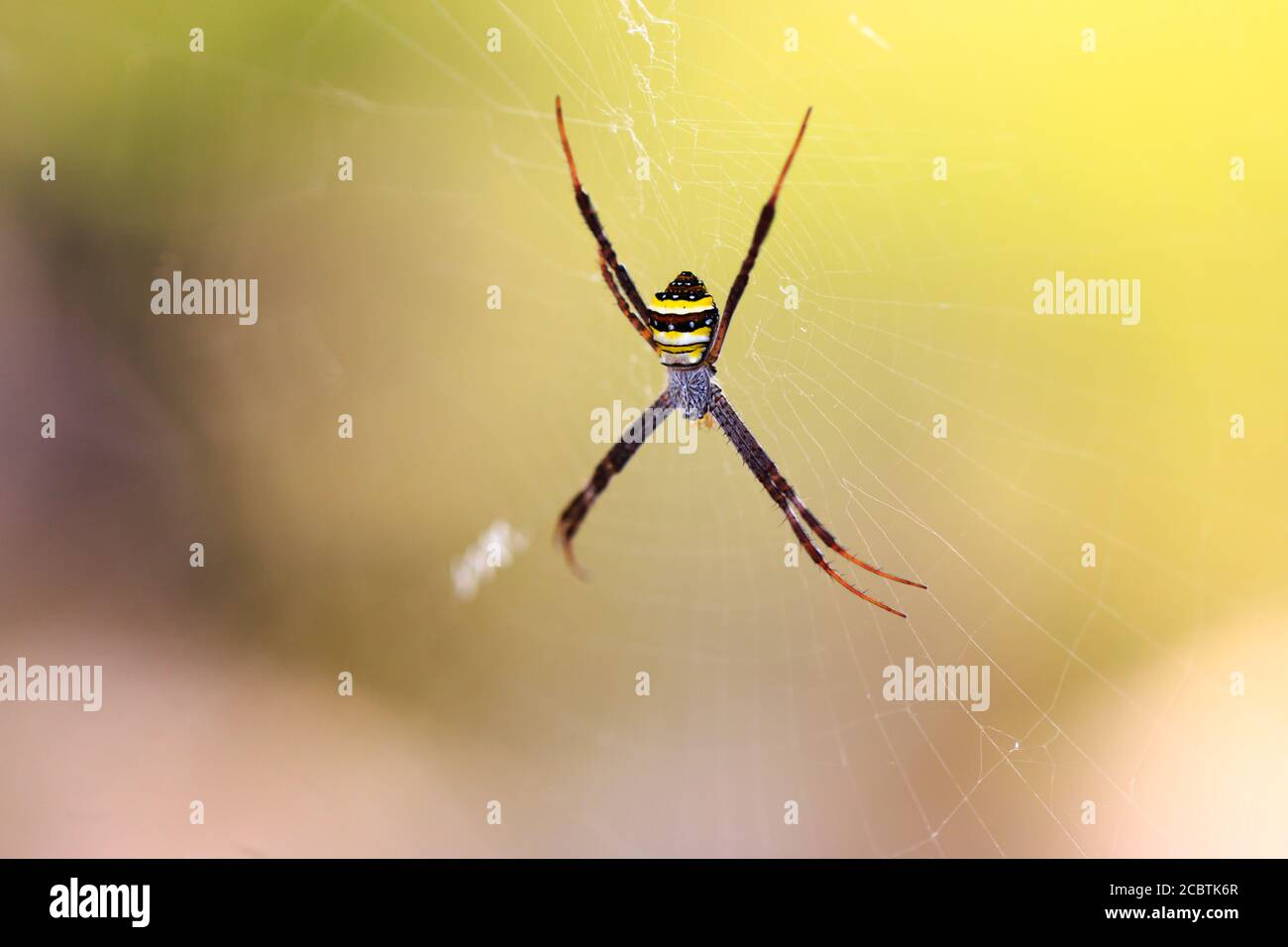 macro photo of a Argiope Spider female in the center of its web Stock ...