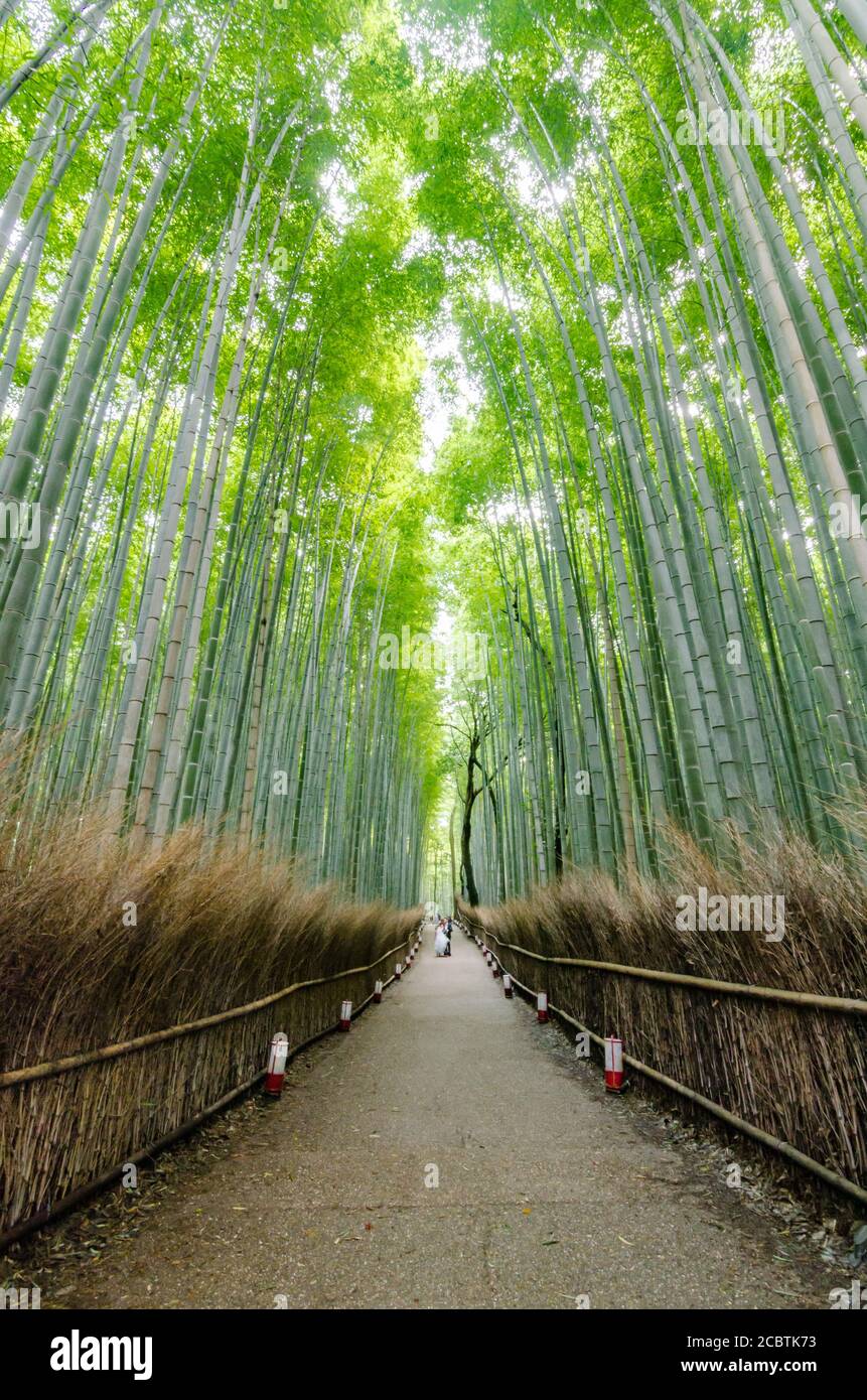 Bamboo pathway hi-res stock photography and images - Alamy