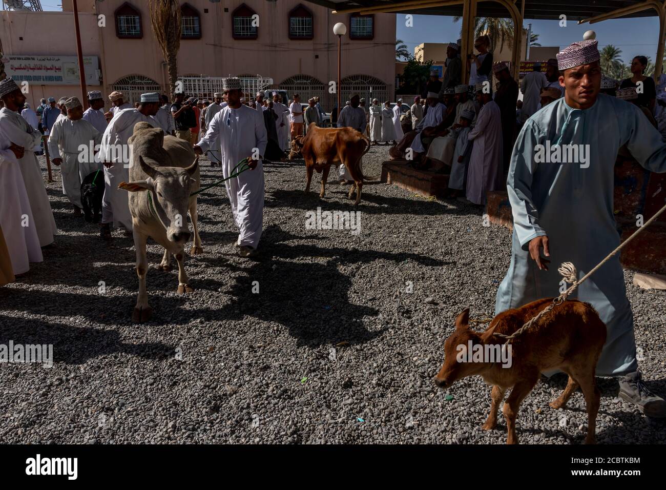 Omani men selling cattle at Nizwa market Stock Photo - Alamy