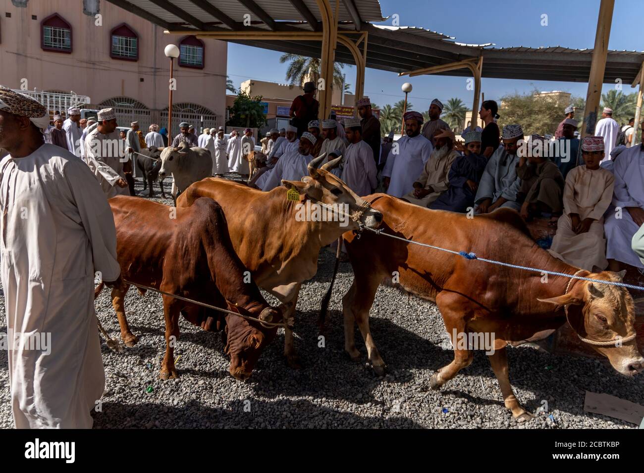 Omani men selling cattle at Nizwa market Stock Photo - Alamy