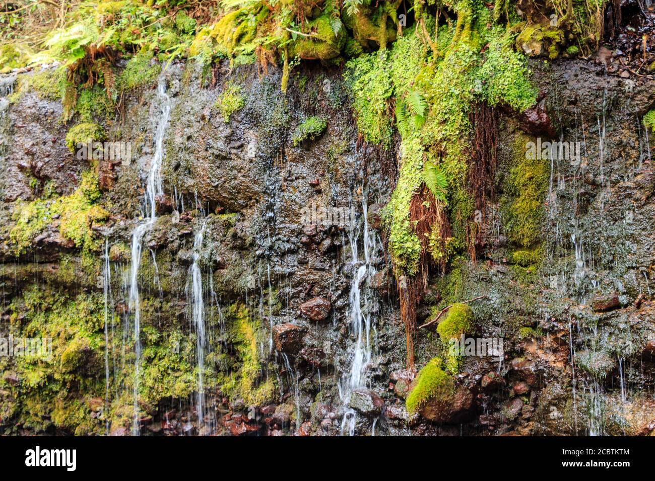 Lord Ganesh Water Fall - shape of hindu lord ganesh formed by moss ...