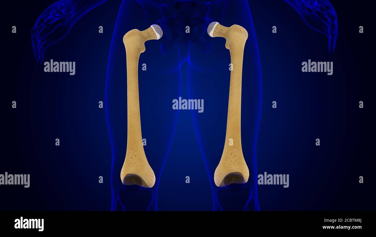 Human skeleton anatomy Femur Bone 3D Rendering For Medical Concept ...