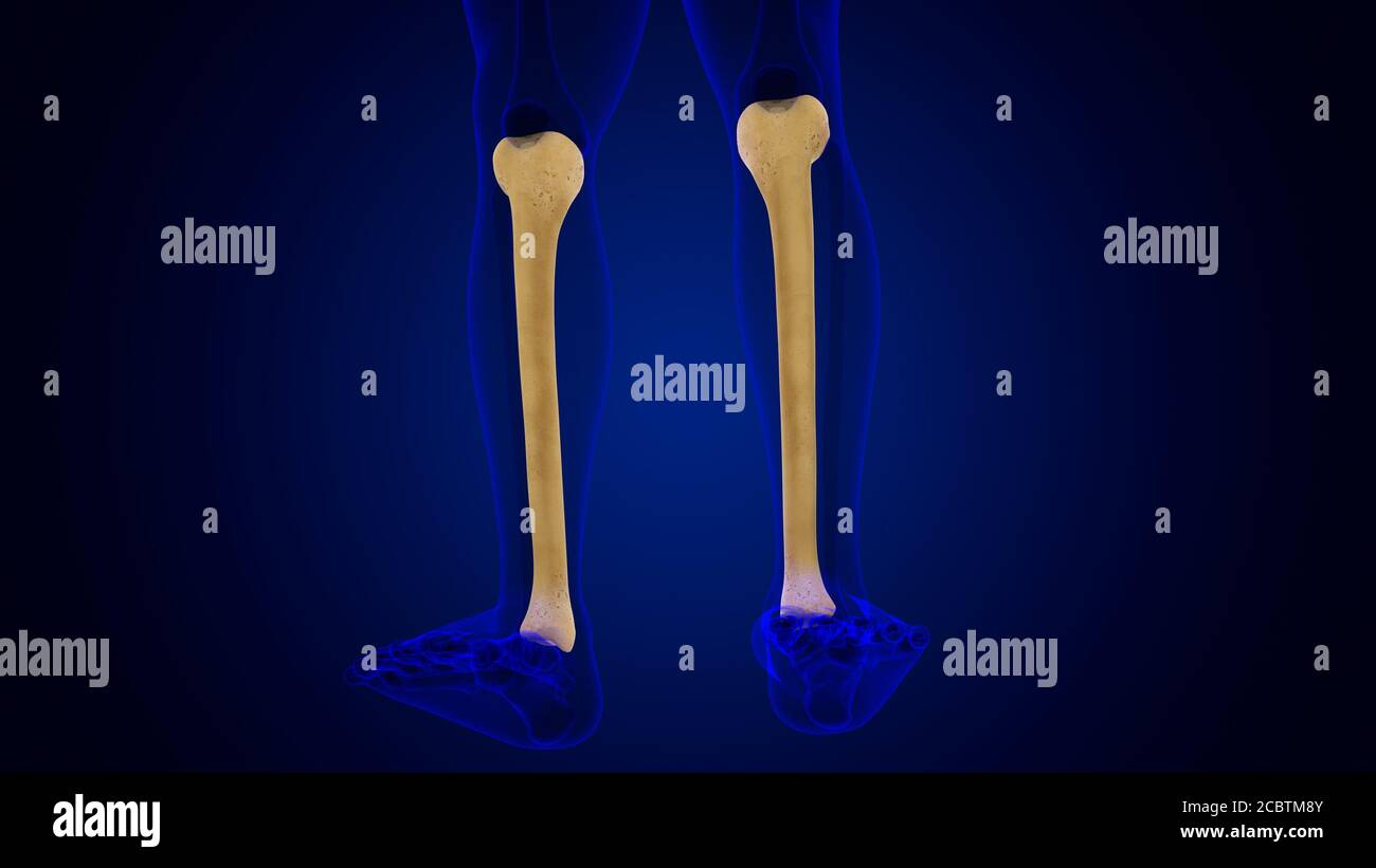 Human skeleton anatomy Tibia Bone 3D Rendering For Medical Concept ...