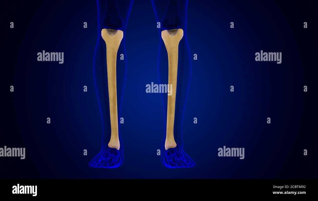 Human skeleton anatomy Tibia Bone 3D Rendering For Medical Concept ...