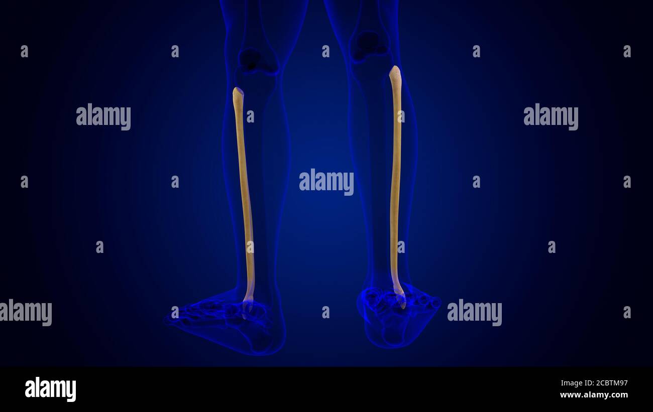 Human skeleton anatomy Fibula Bone 3D Rendering For Medical Concept ...