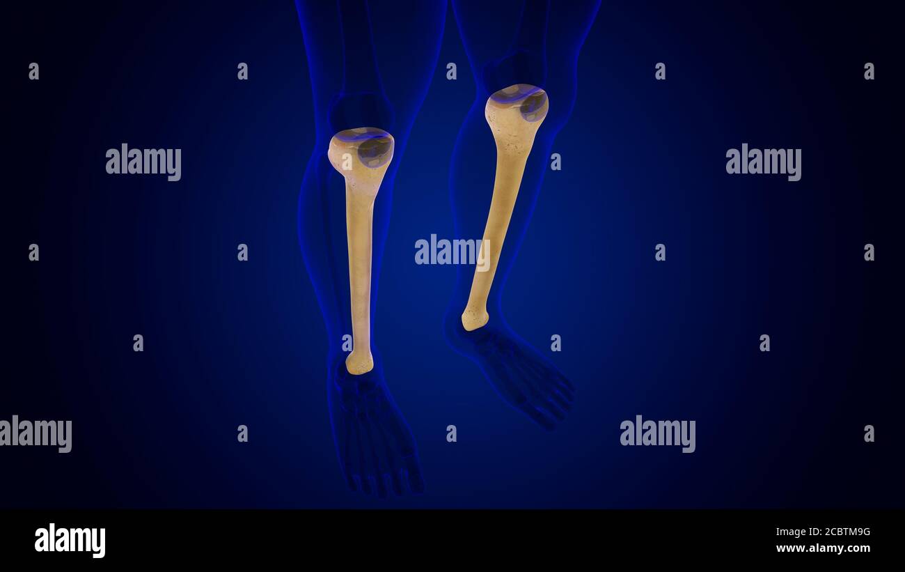 Human skeleton anatomy Tibia Bone 3D Rendering For Medical Concept ...