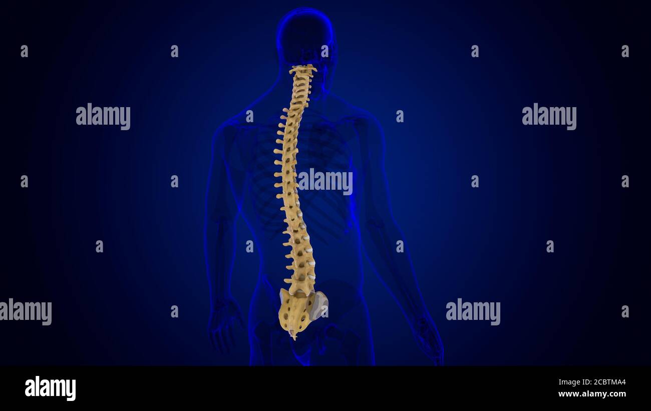 Human Skeleton Vertebral Column Vertebrae Anatomy 3D Illustration Stock ...