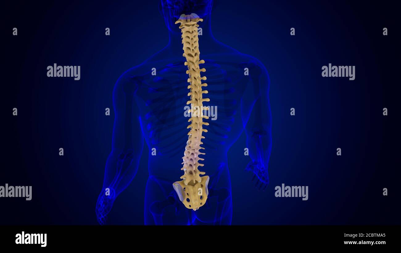Human Skeleton Vertebral Column Vertebrae Anatomy 3D Illustration Stock ...