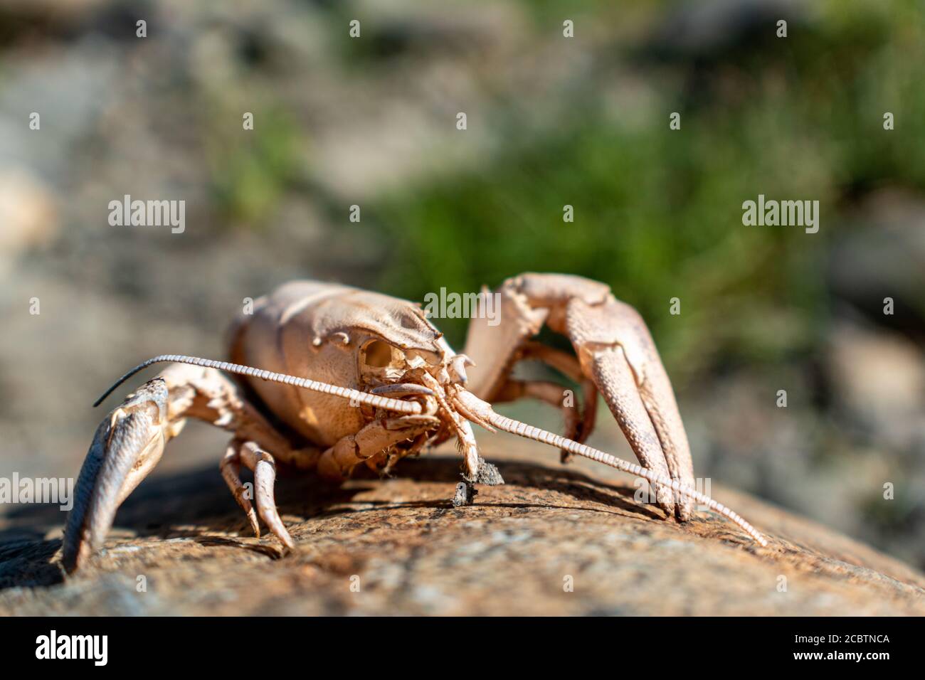 White claw crayfish hi-res stock photography and images - Alamy