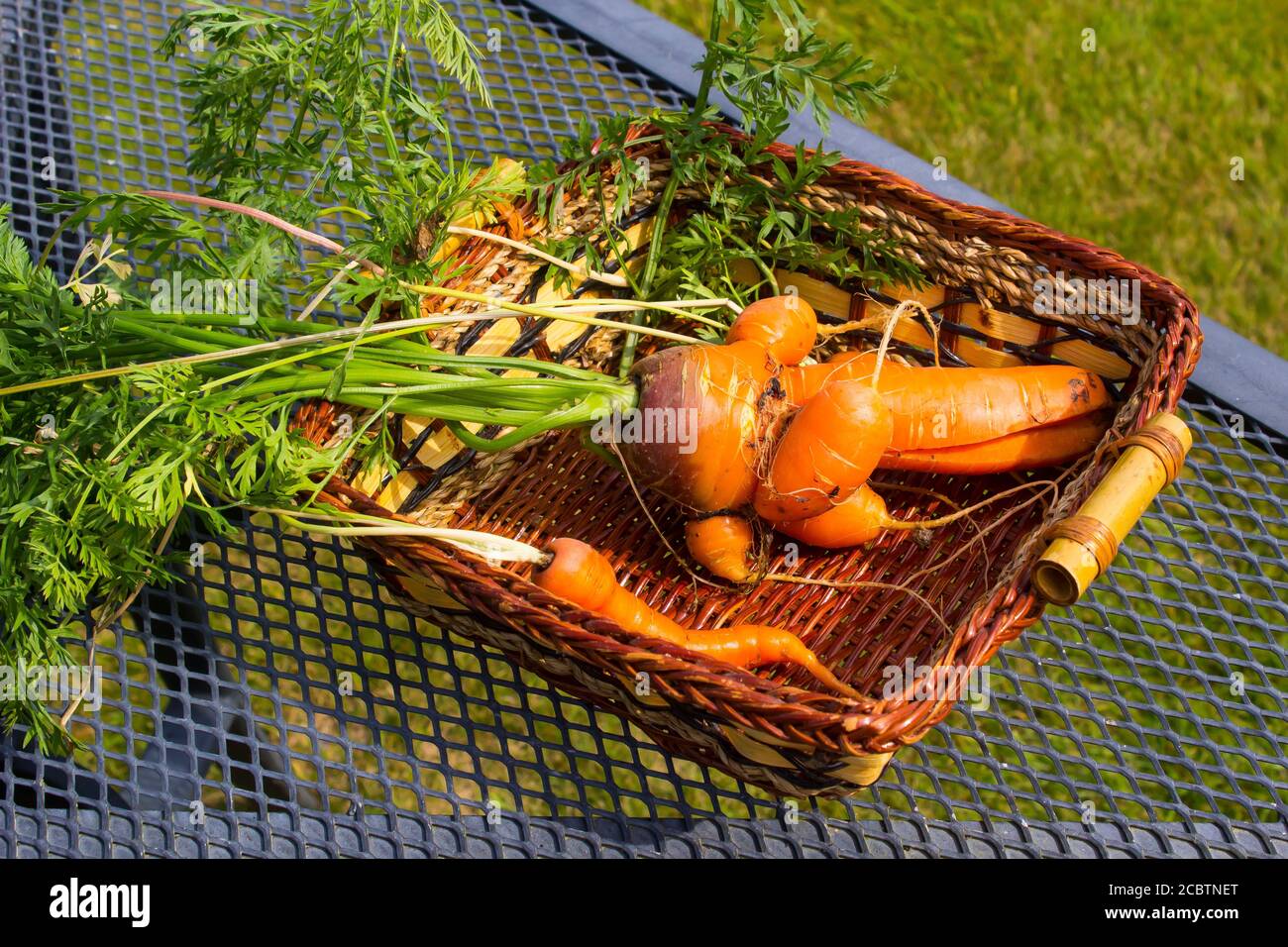 A badly twisted and deformed carrot that has been harvested from heavy ...