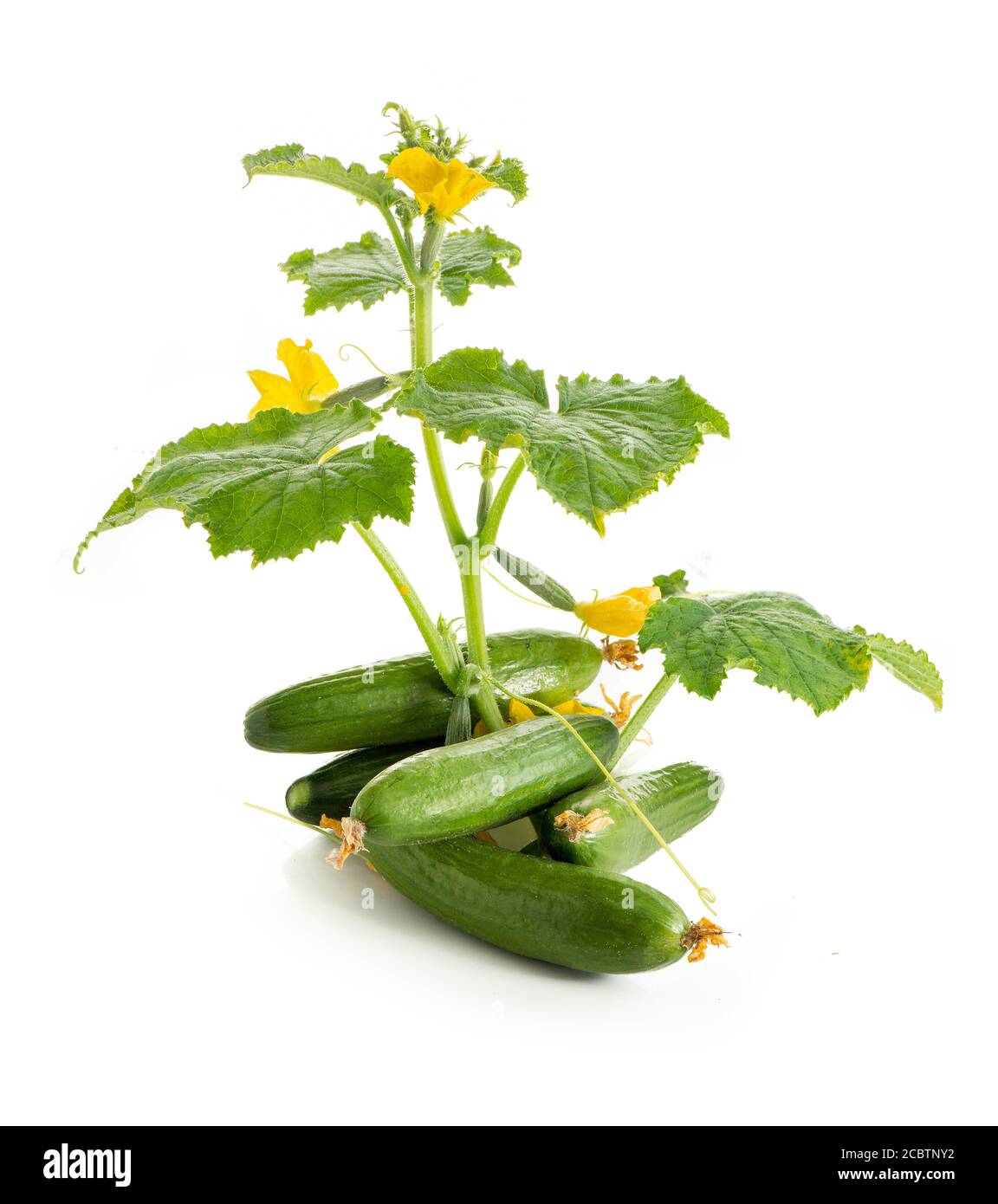 Fresh Green Cucumber tree Isolated in White Background Stock Photo - Alamy