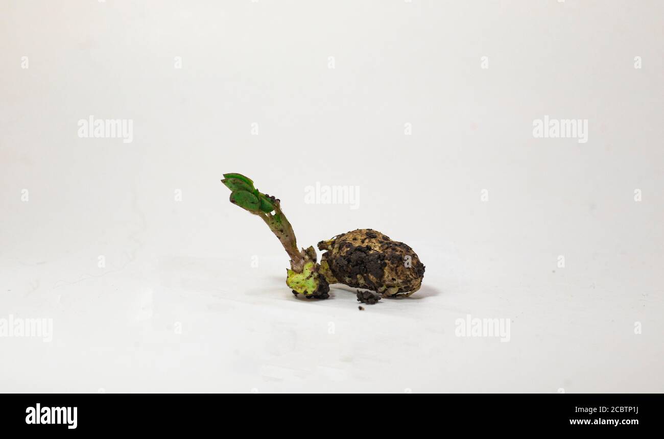 Macro of groundnut (Arachis hypogaea) seedling germinated on a white ...